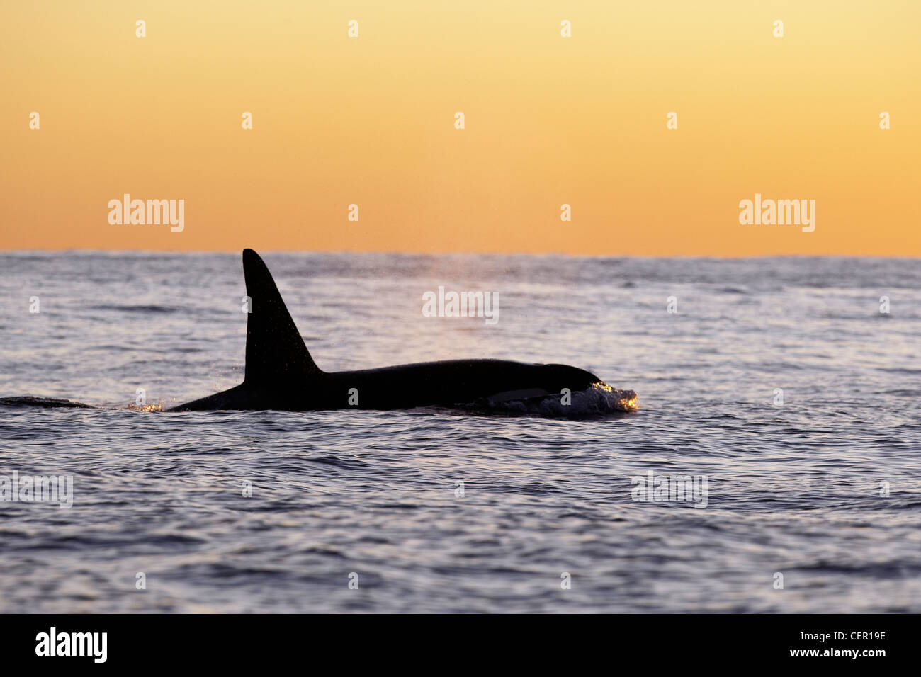 Killer Whale Orca on Water Surface, Orcinus orca, Atlantic Ocean ...
