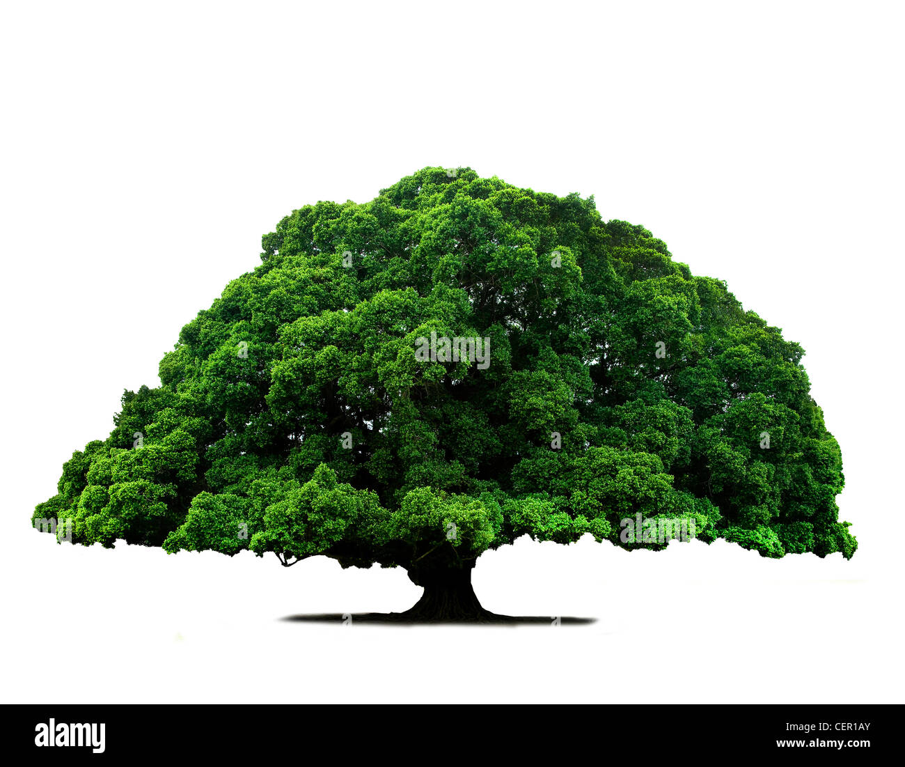 Green old banyan tree isolated on white background Stock Photo - Alamy