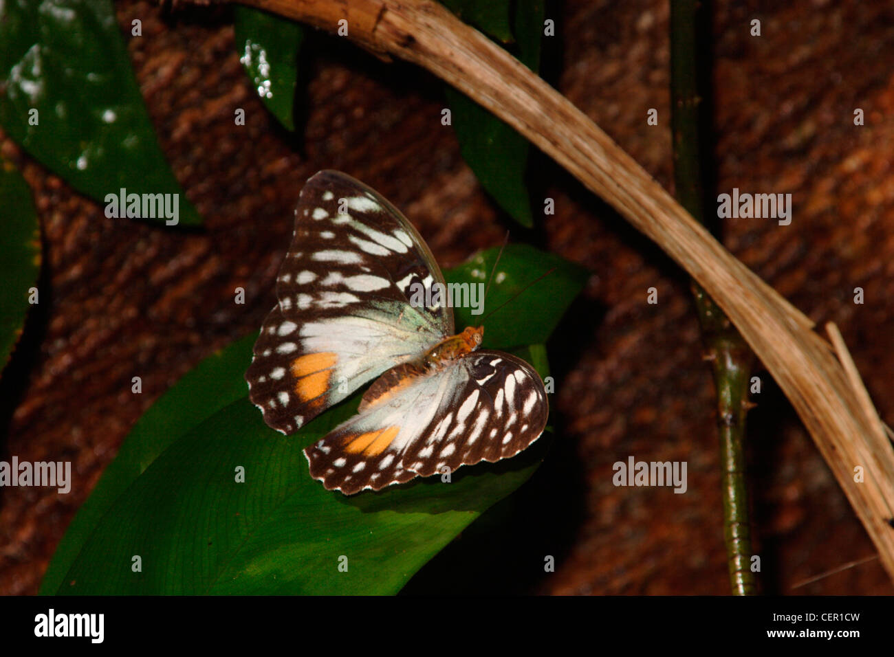 Cymothoe hi-res stock photography and images - Alamy