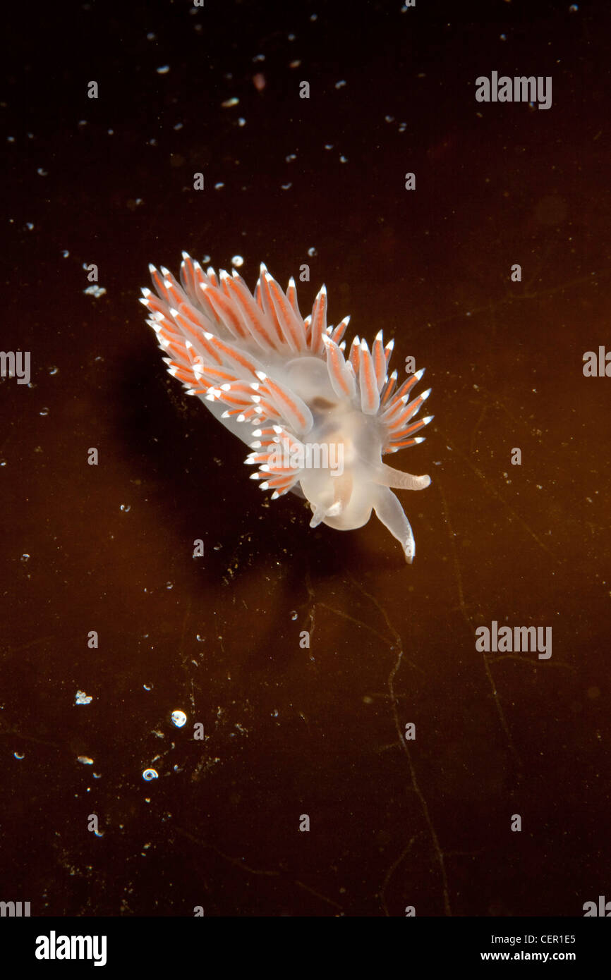 Coryphella Nudibranch, Coryphella verrucosa, White Sea, Karelia, Russia ...