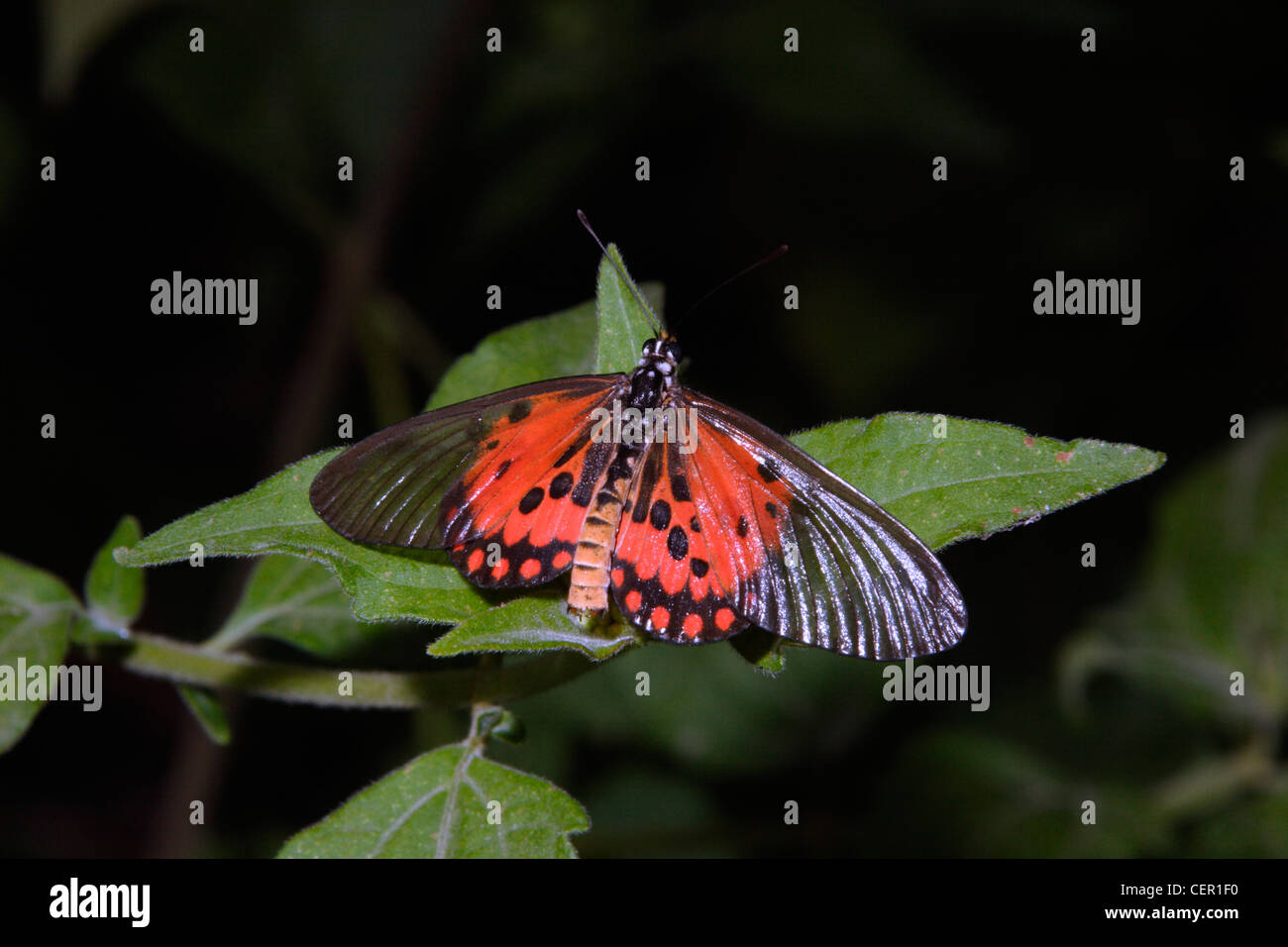 Acraeid hi-res stock photography and images - Alamy