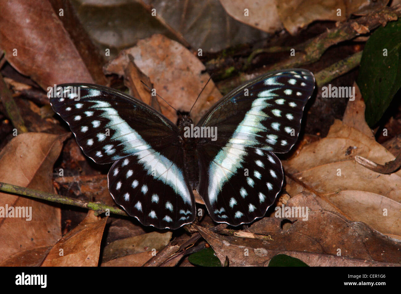 Butterfly (Cymothoe oemilius: Nymphalidae) in rainforest, Cameroon ...