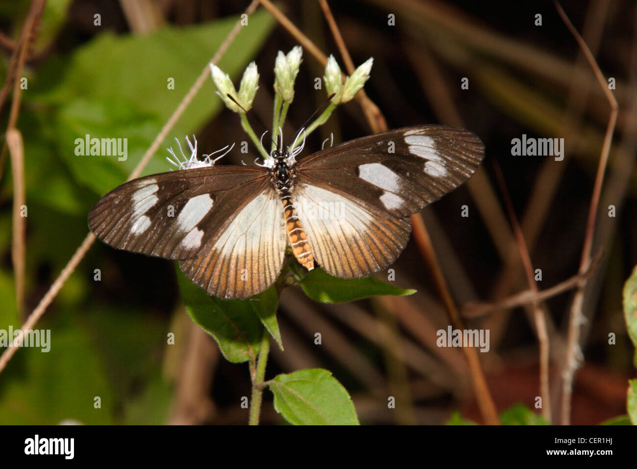 Acraeid hi-res stock photography and images - Alamy