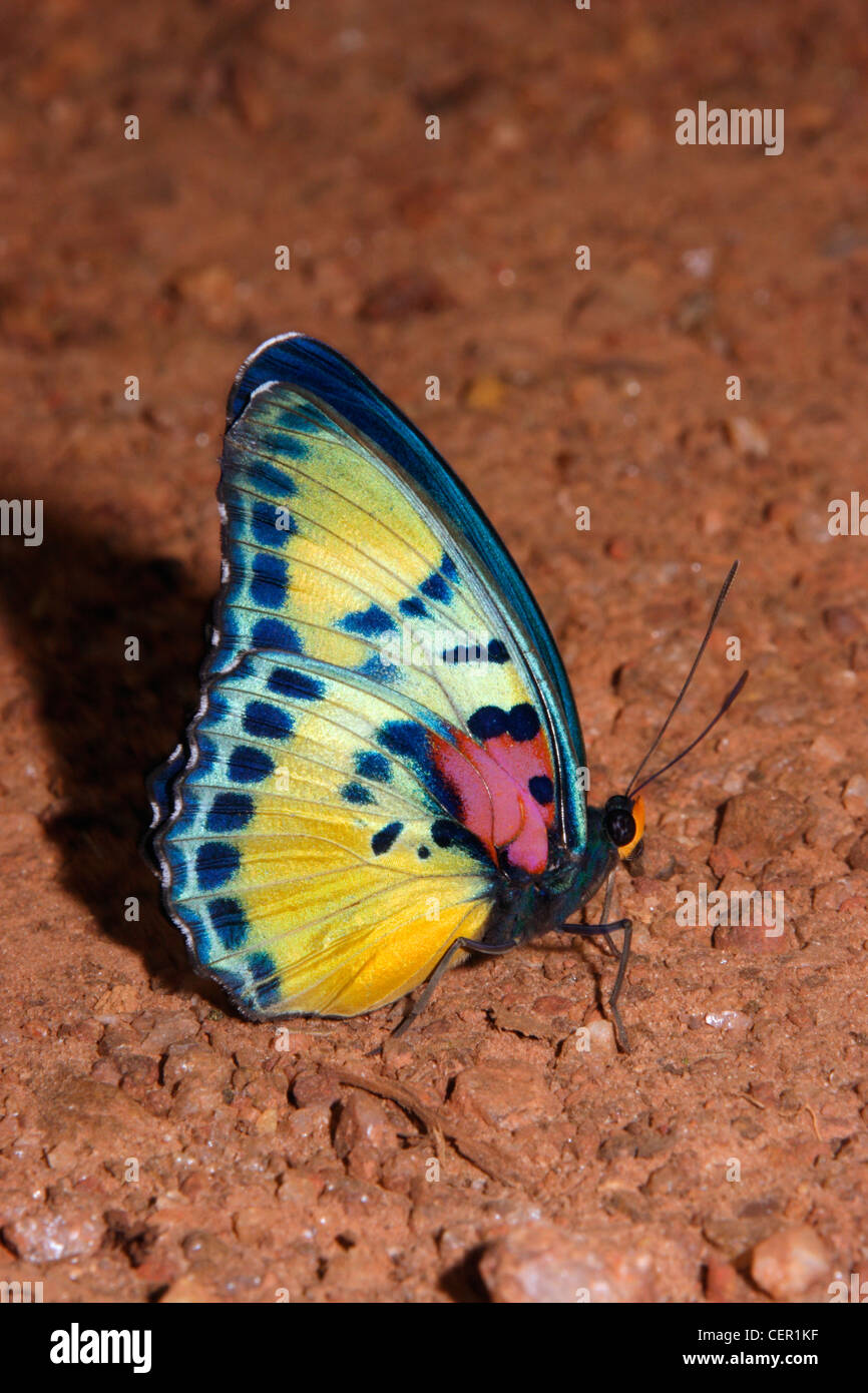 Janetta themis forester butterfly euphaedra hi-res stock photography ...