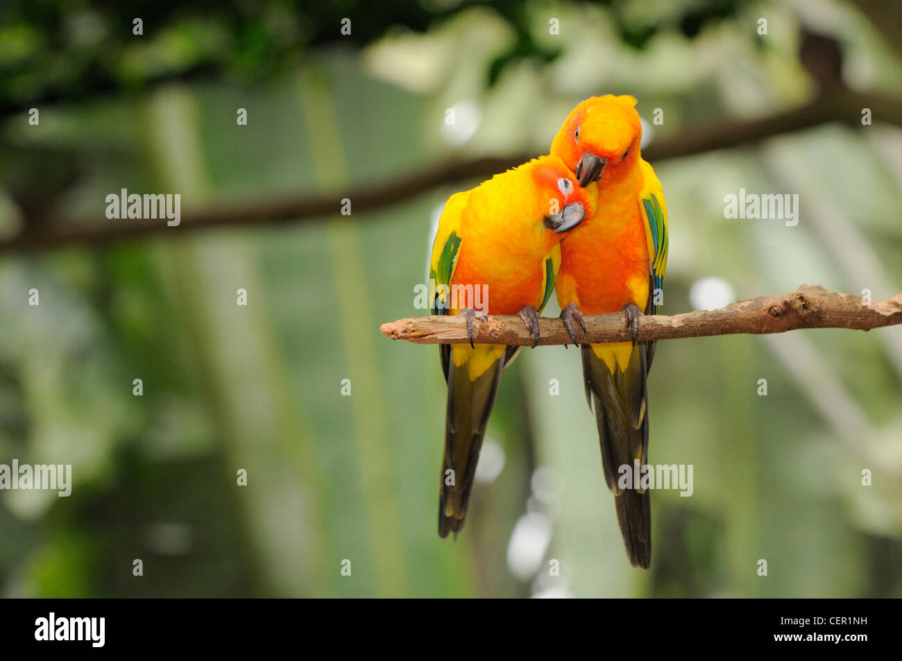Sun Conure Aratinga solstitialis Pair grooming Captive Stock Photo - Alamy