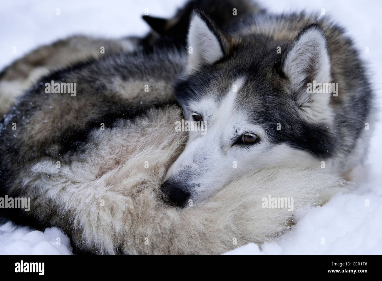 Siberian Husky Sled Dogs, Canis lupus familiaris, Lapland, Finland ...