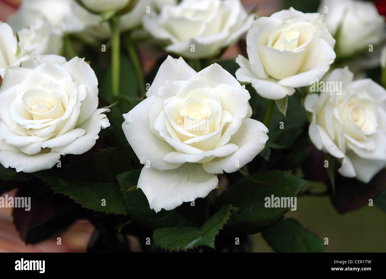 Group of small white roses Stock Photo - Alamy