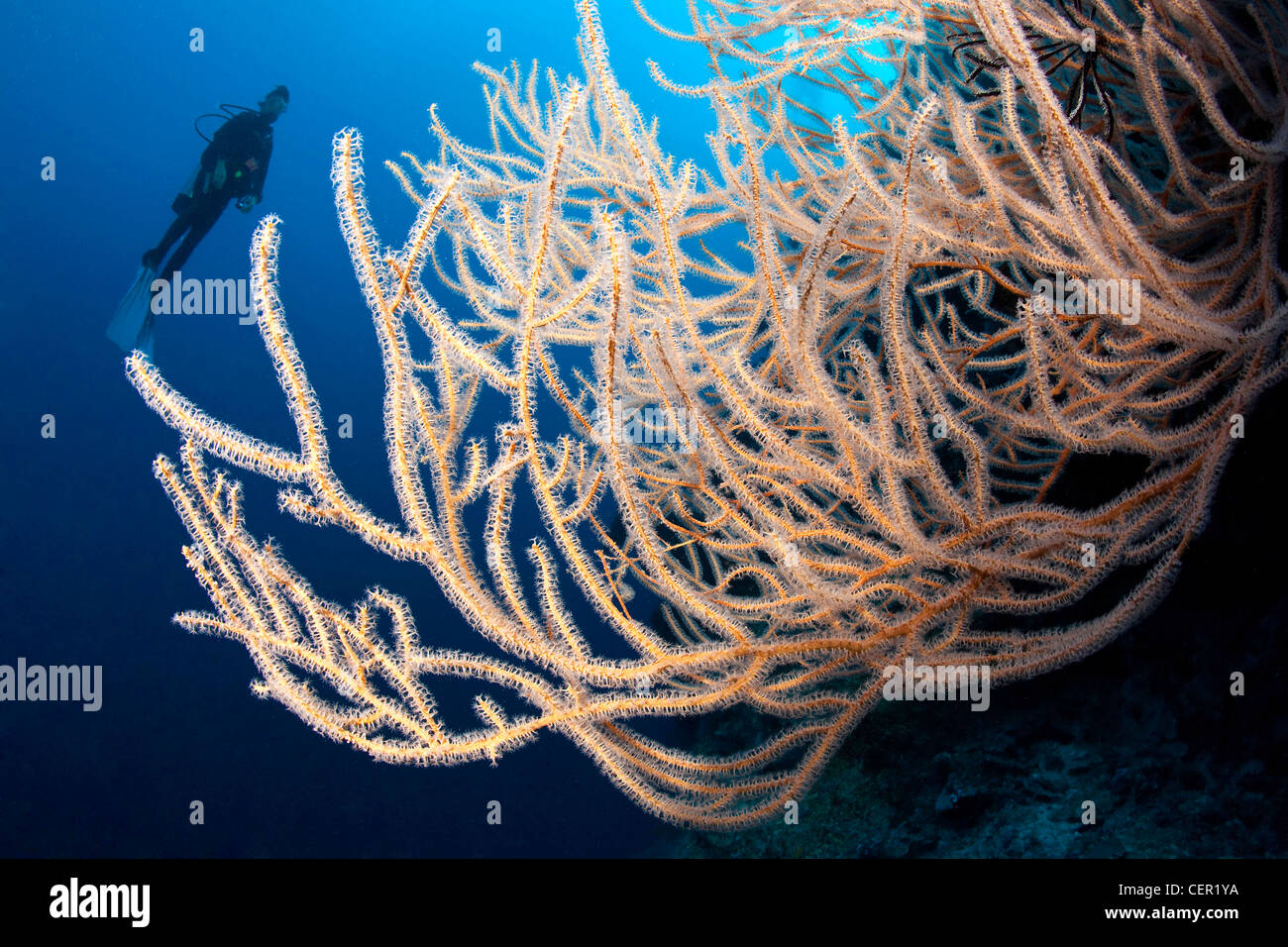 Scuba Diver and yellow Whip Coral, Dichotella gemmacea, Tubbataha Reef ...