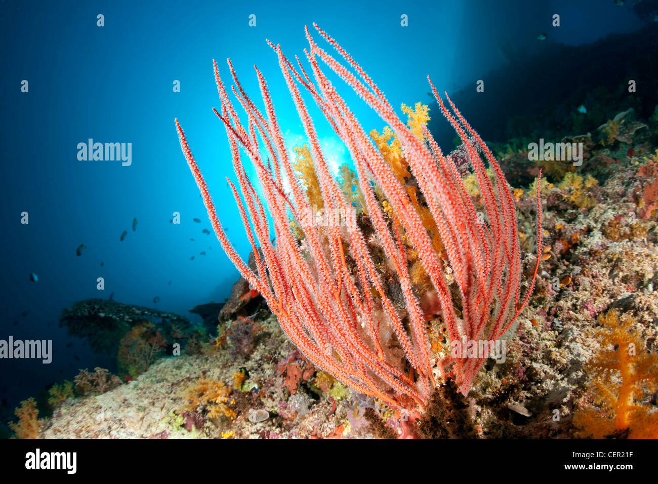 Red Sea Whips in Coral Reef, Ellisella sp., Tubbataha Reef, Sulu Sea ...