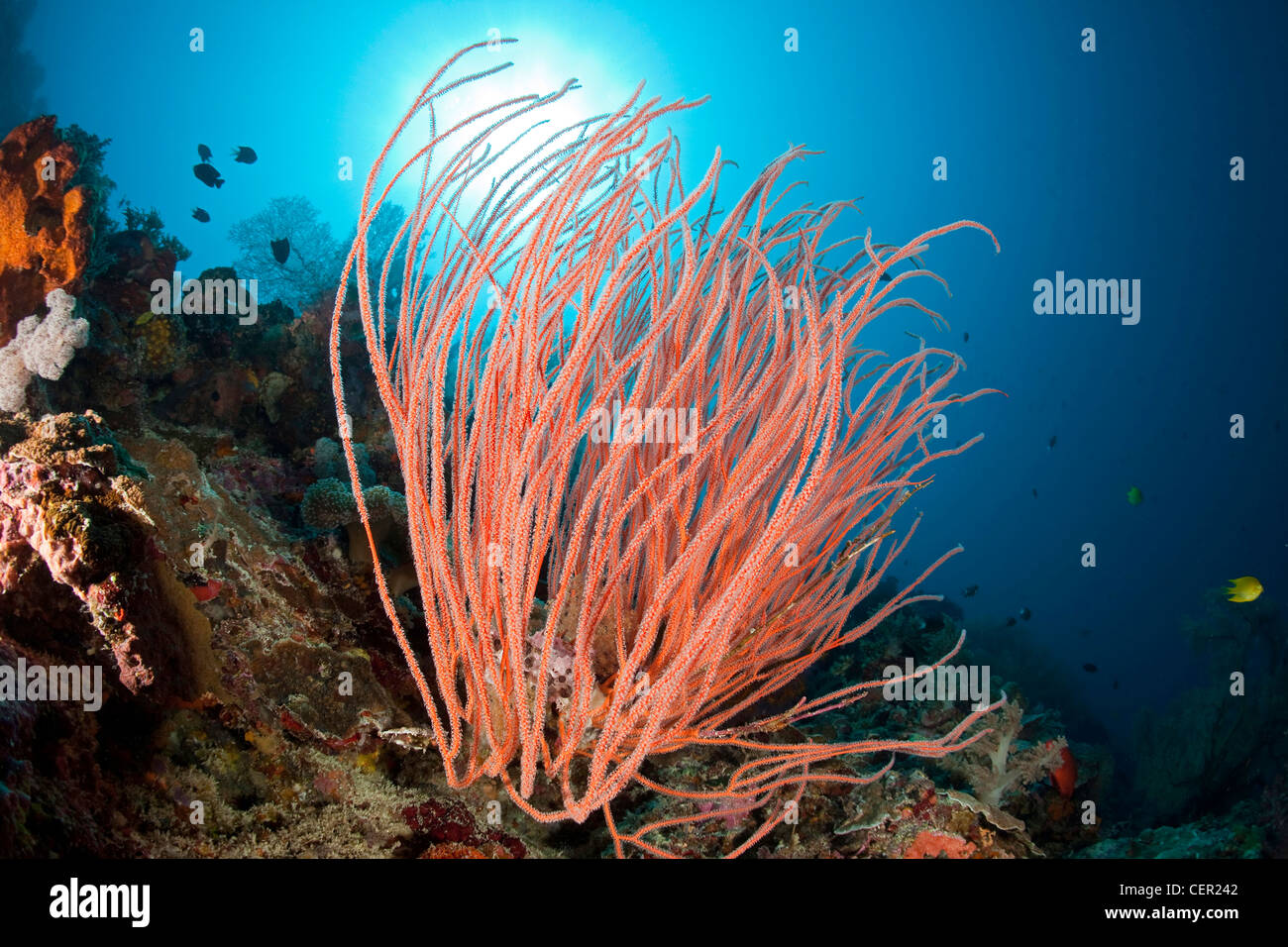 Gorgonian whips hi-res stock photography and images - Alamy
