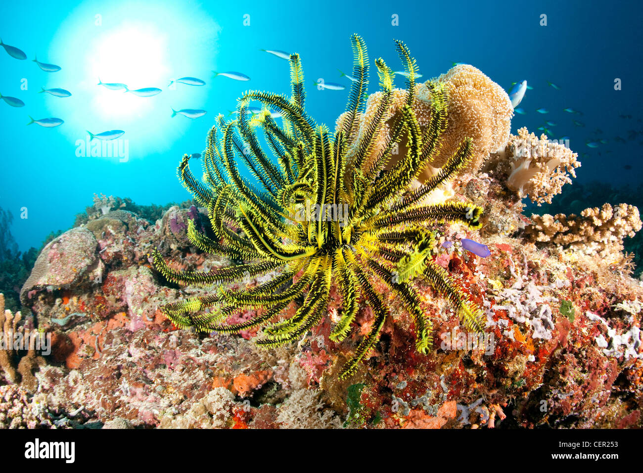 Yellow Crinoid in Coral Reef, Comanthina sp., Tubbataha Reef, Sulu Sea ...
