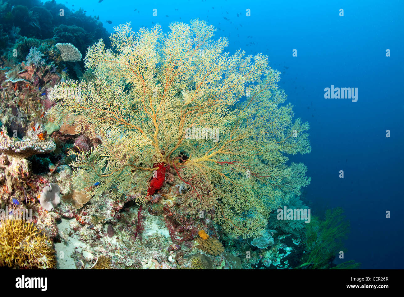 Big Sea Fan in Coral Reef, Melithaea sp., Tubbataha Reef, Sulu Sea ...