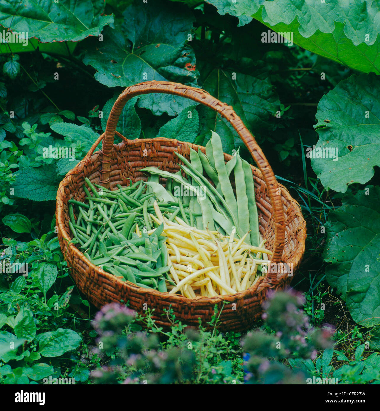 Cooking Green Beans Basket in garden full of variety of beans including ...