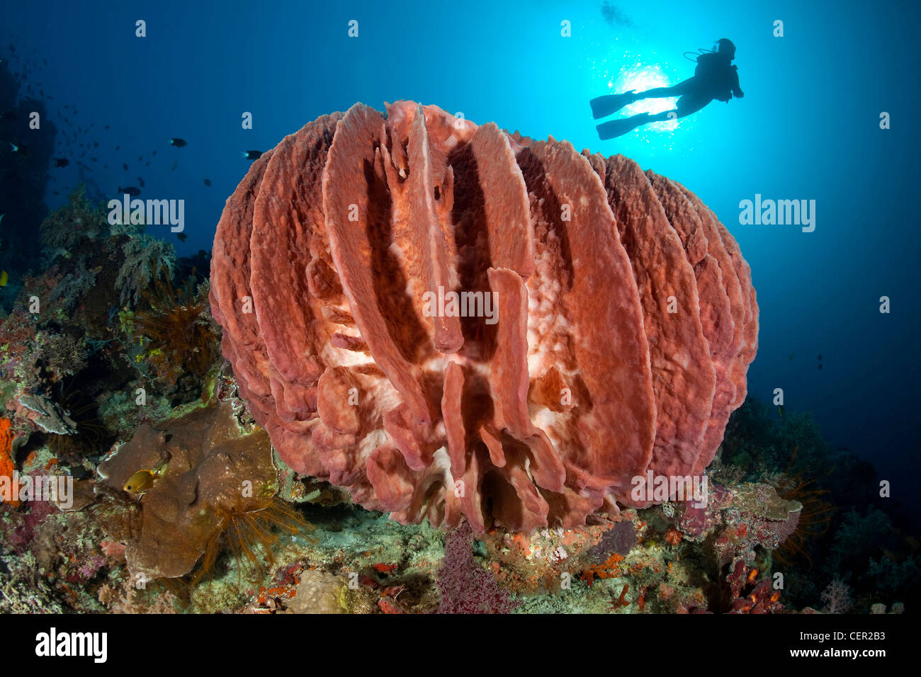 Barrel sponge in Coral Reef, Xestospongia testudinaria, Tubbataha Reef ...