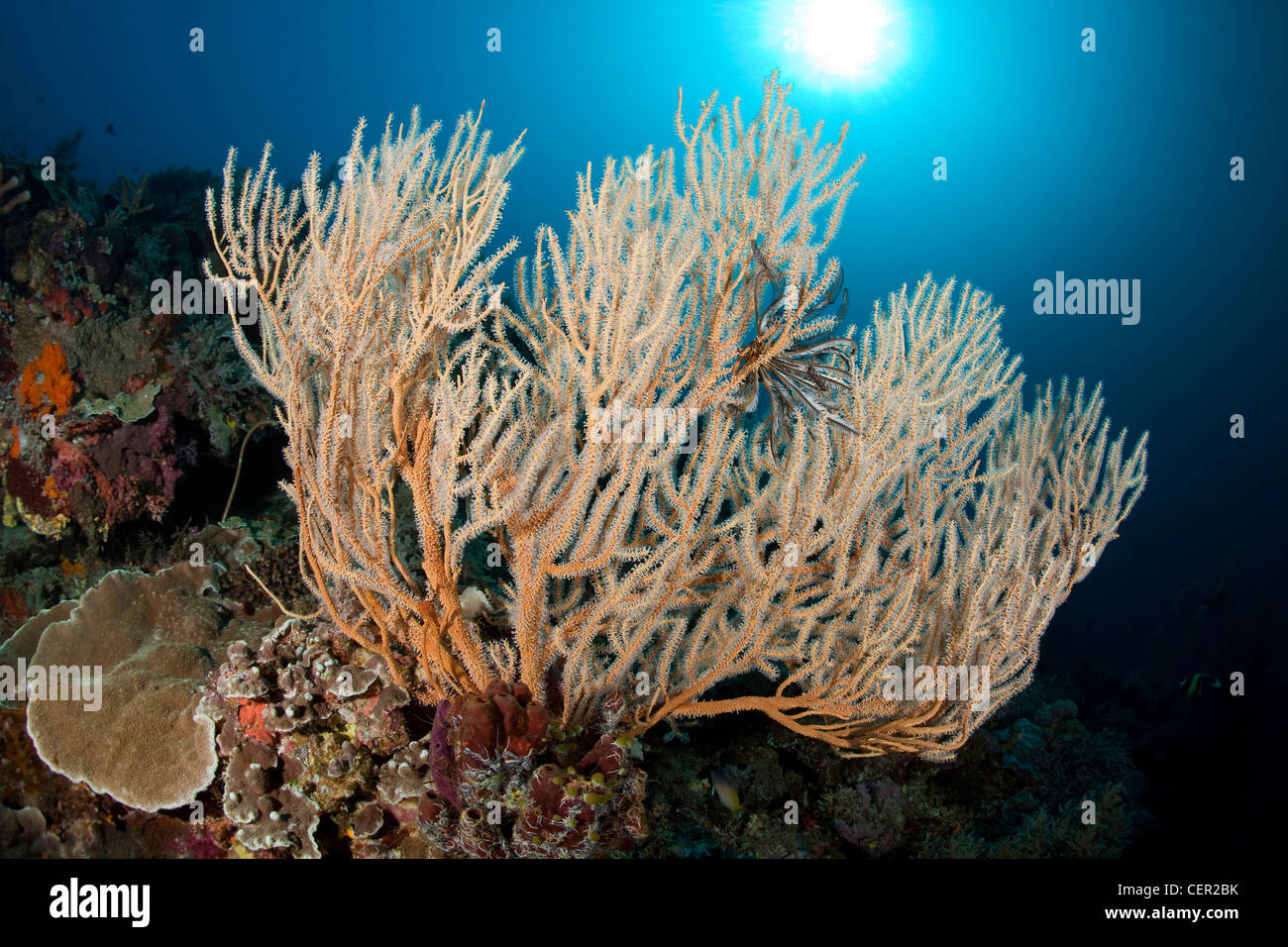 Yellow Whip Coral, Dichotella gemmacea, Tubbataha Reef, Sulu Sea ...