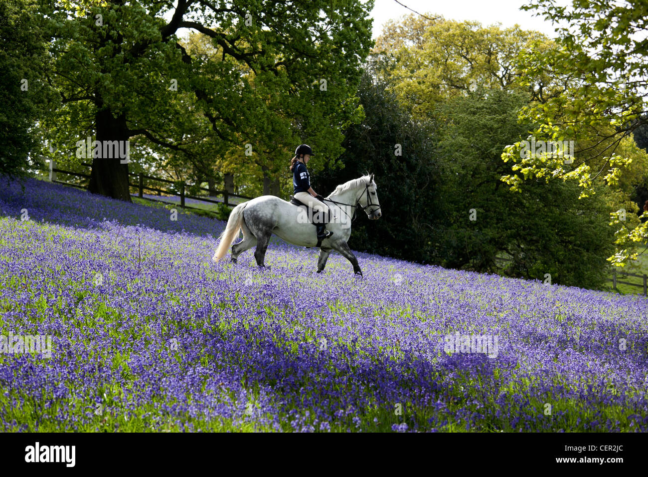 Merevale hi-res stock photography and images - Alamy