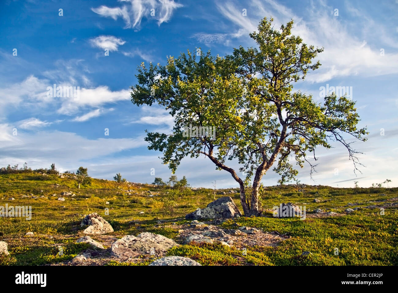 Beautiful wild landscape of a big tree with blue sky Stock Photo - Alamy