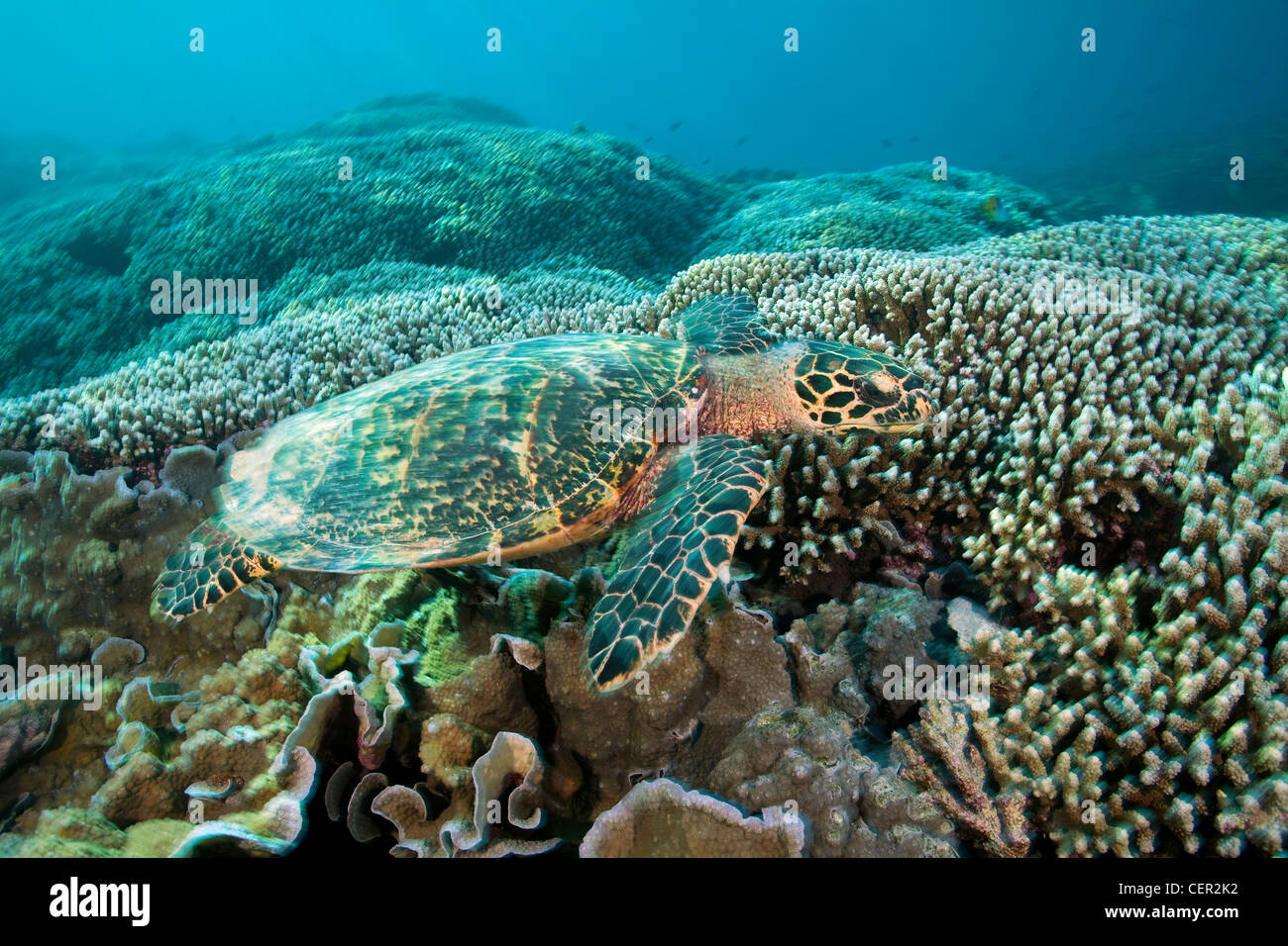 Hawksbill Turtle, Eretmochelys imbricata, Tubbataha Reef, Sulu Sea ...