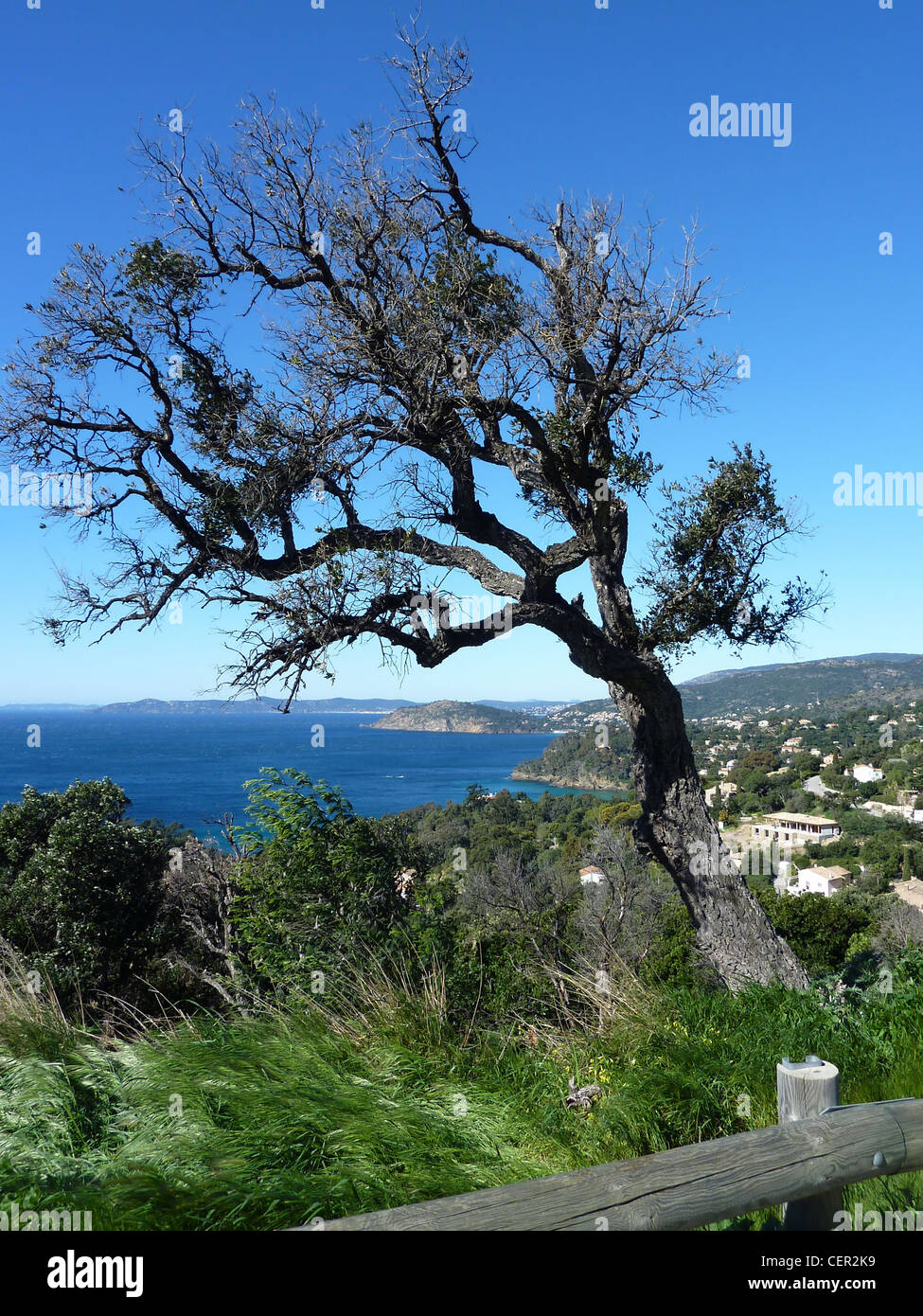 Bending tree and view of south of France and mediterrean sea by ...