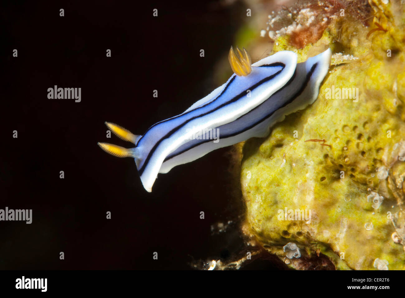 Philippines underwater nudibranch hi-res stock photography and images ...