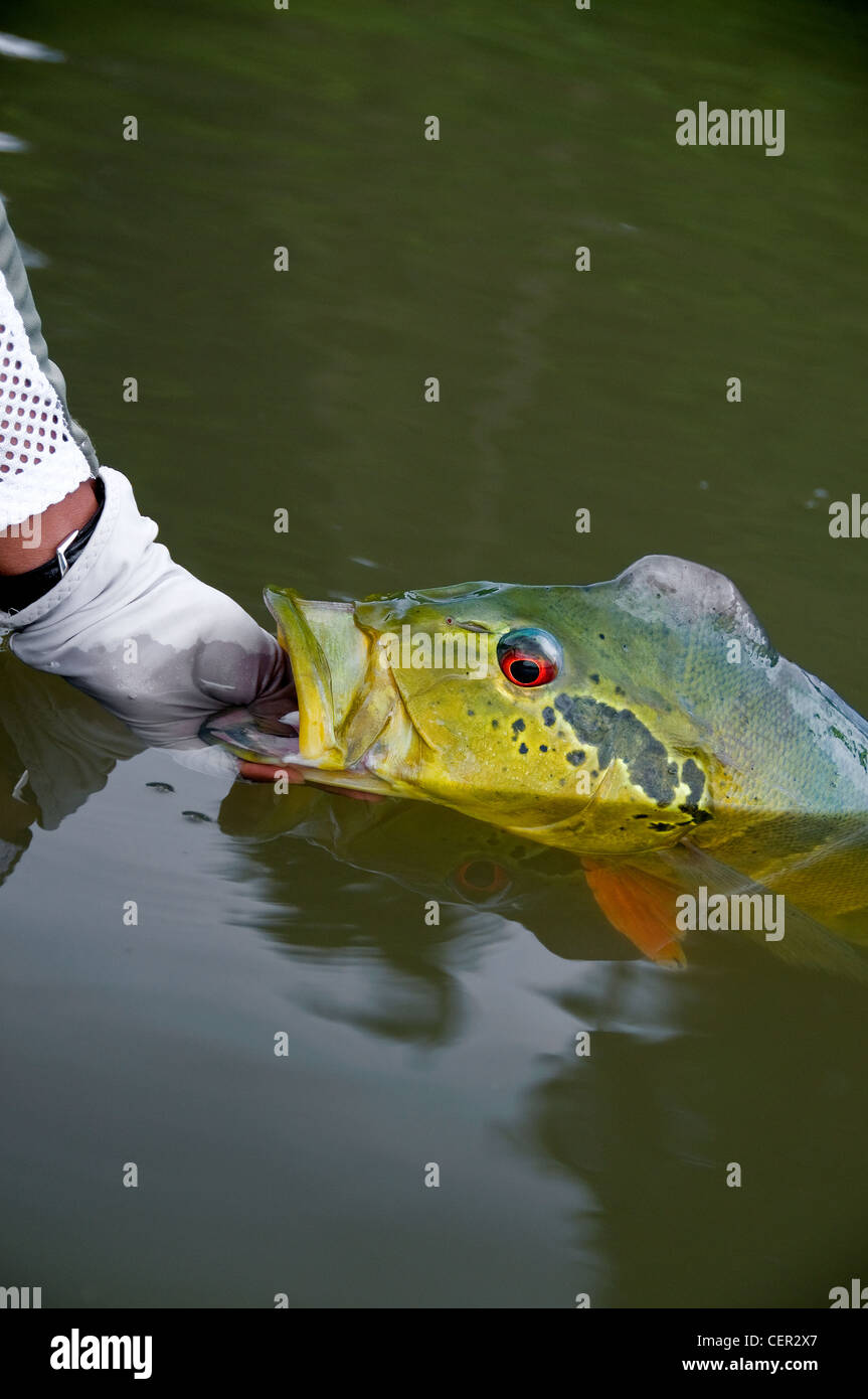 An angler releases a giant peacock bass caught in a remote black water ...