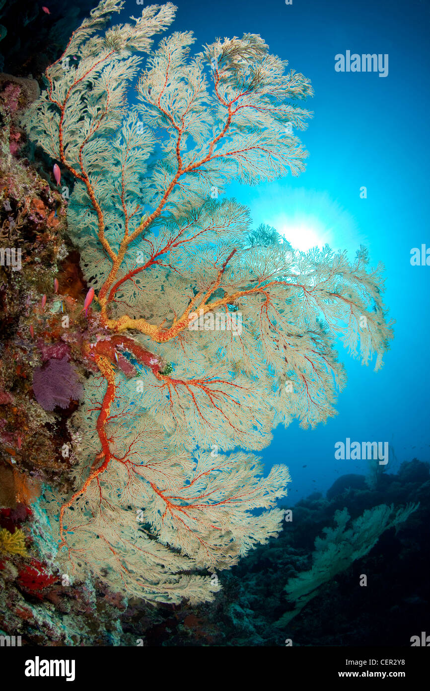Big Sea Fan in Coral Reef, Melithaea sp., Tubbataha Reef, Sulu Sea ...