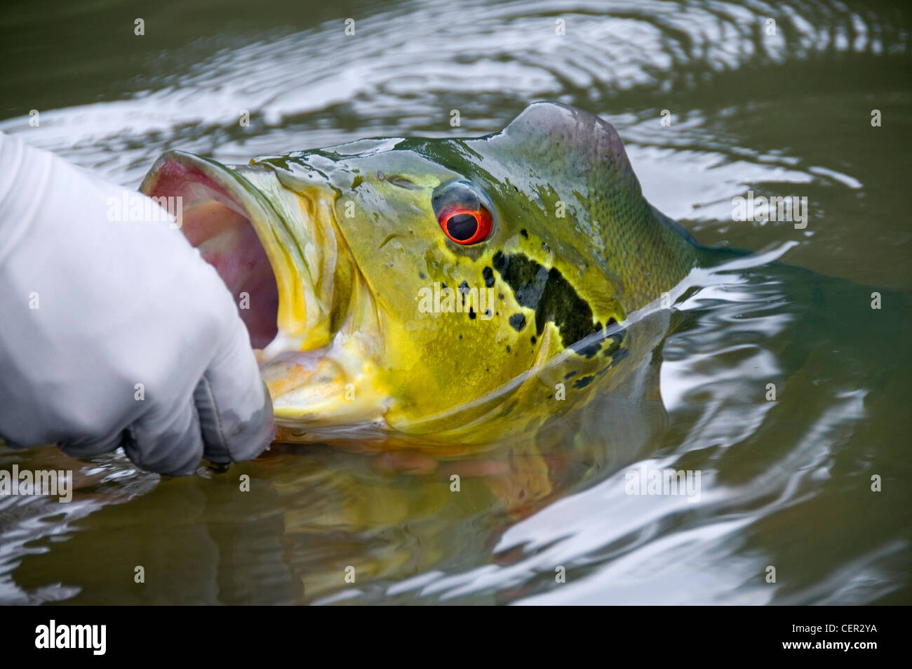 An angler releases a giant peacock bass caught in a remote jungle ...