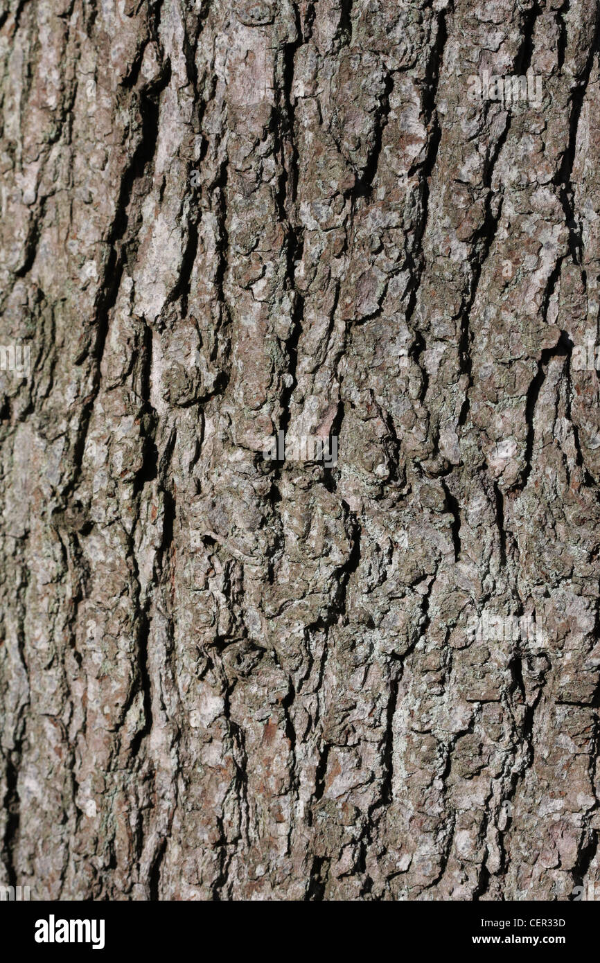 Tree bark background portrait Stock Photo - Alamy