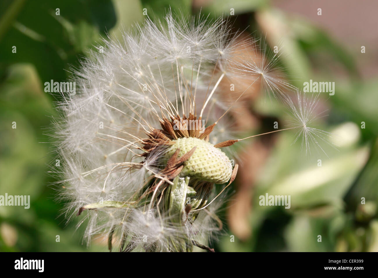 Dandelion Taraxacum officinale, The dandelion is a perennial ...