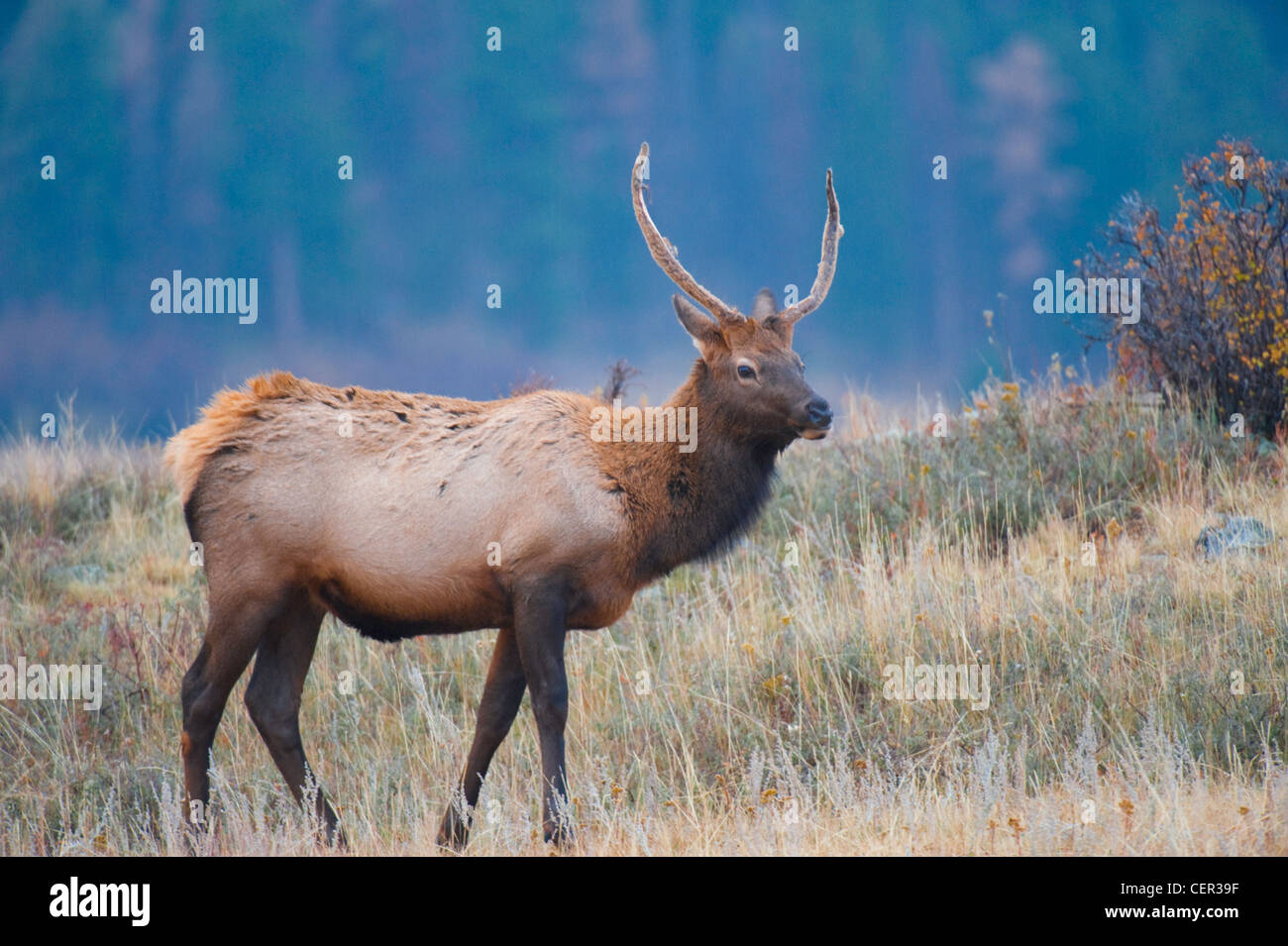 Juvenile elk hi-res stock photography and images - Alamy