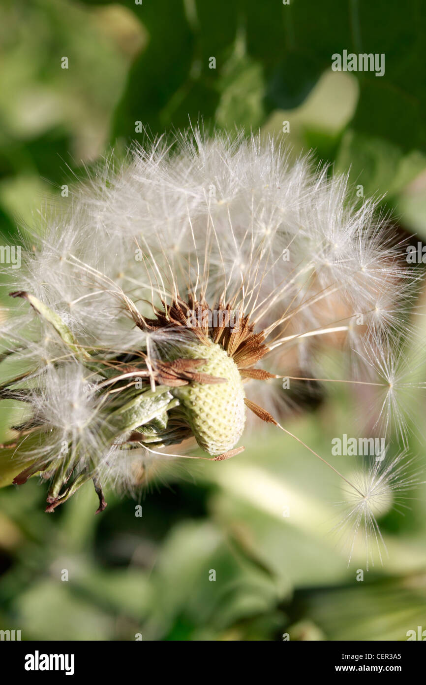 Dandelion Taraxacum officinale, The dandelion is a perennial ...