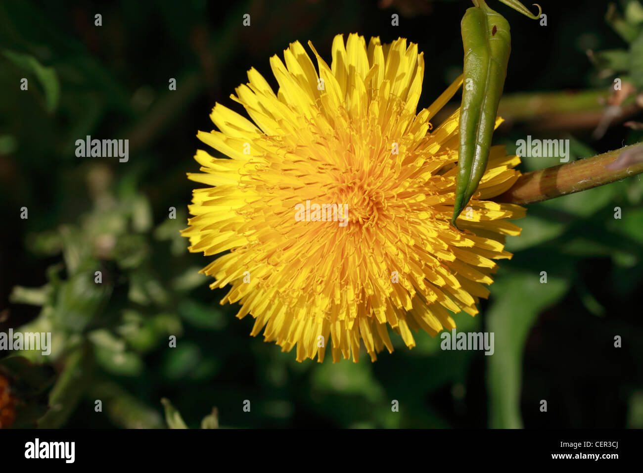 Dandelion Taraxacum officinale, and Polygonum cuspidatum (Japanese ...