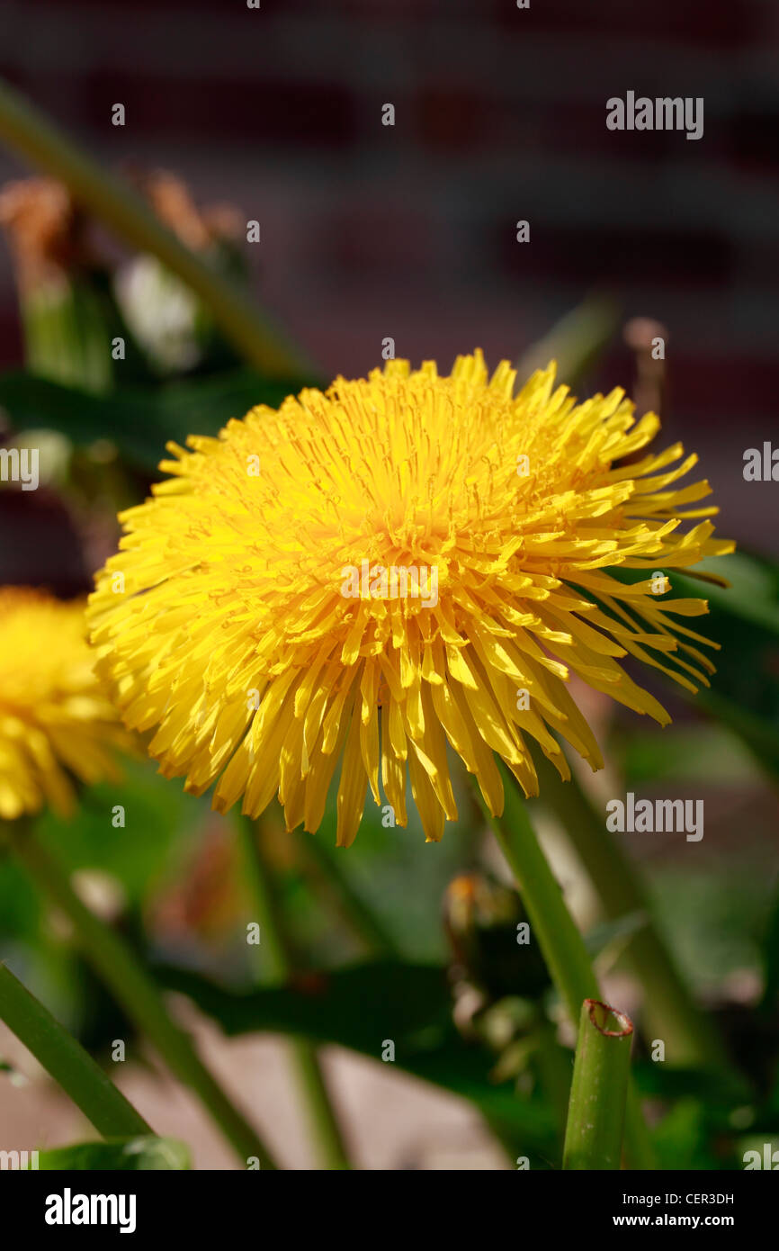 Lance shaped leaves hi-res stock photography and images - Alamy