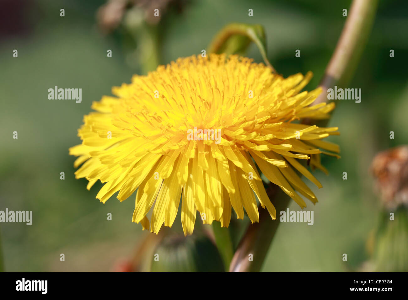 Dandelion Taraxacum officinale, The dandelion is a perennial ...