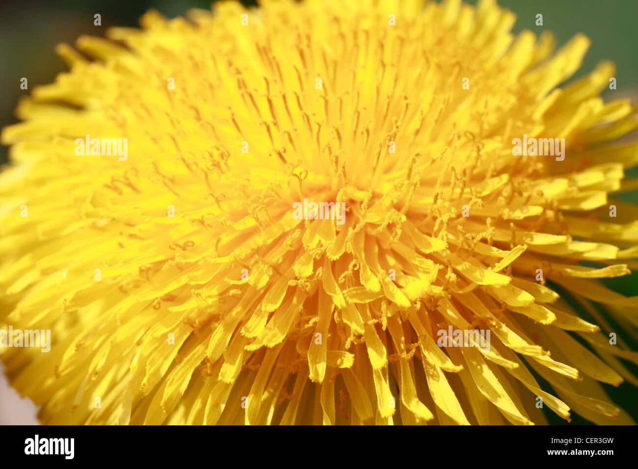 Lance shaped leaves hi-res stock photography and images - Alamy