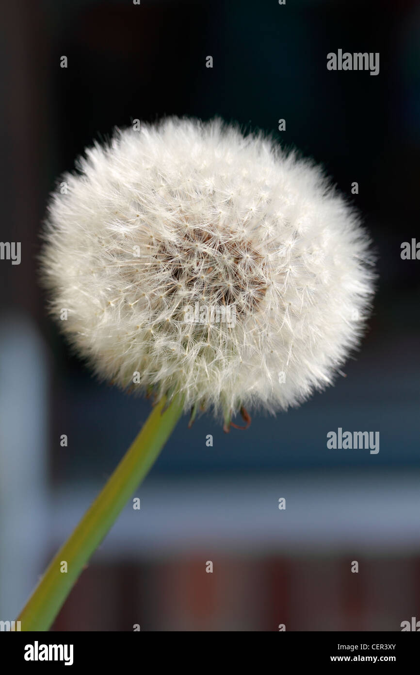 Dandelion Taraxacum officinale, The dandelion is a perennial ...