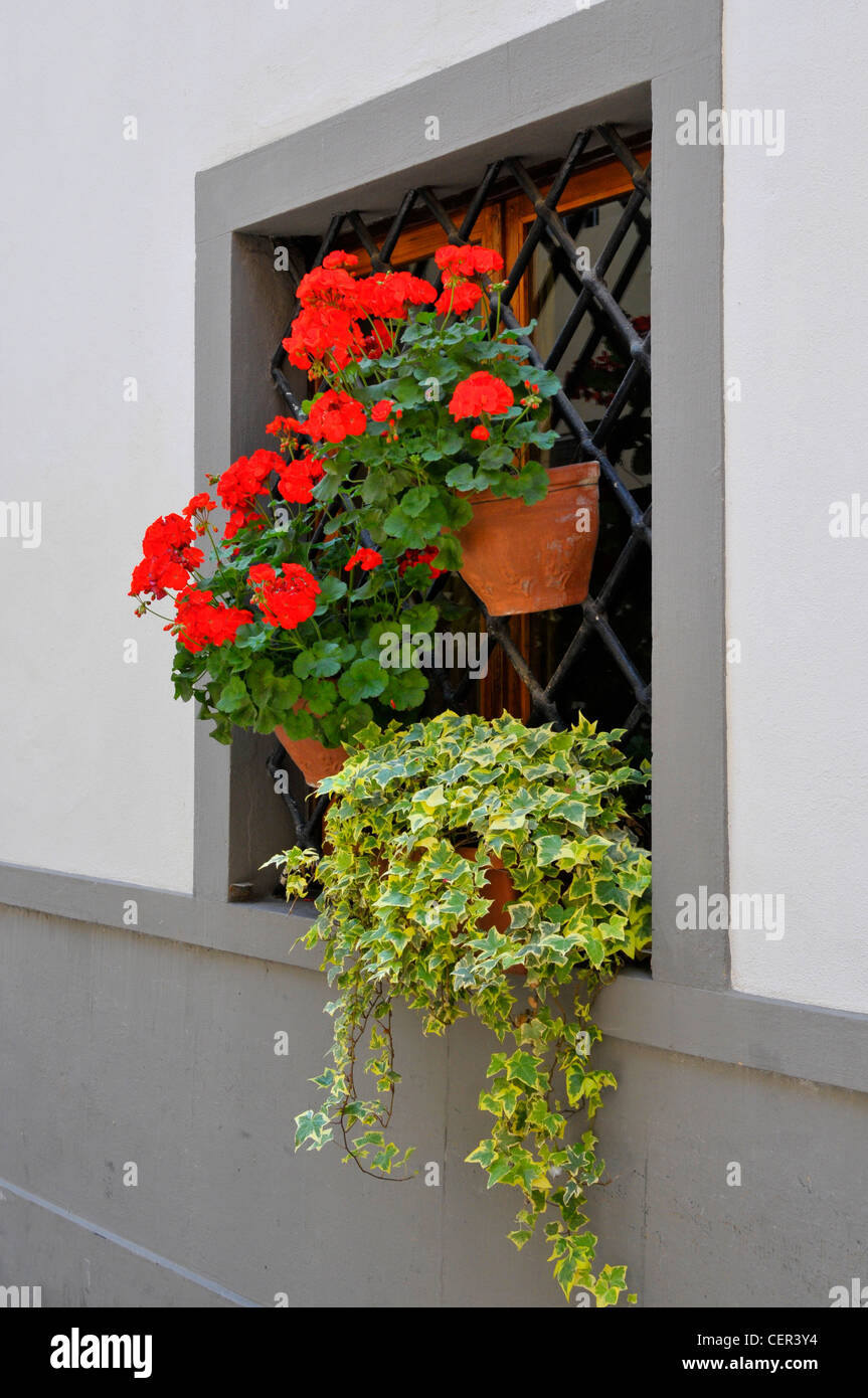 Red Geraniums Display Lucca Italy Tuscany Europe Mediterranean Stock ...