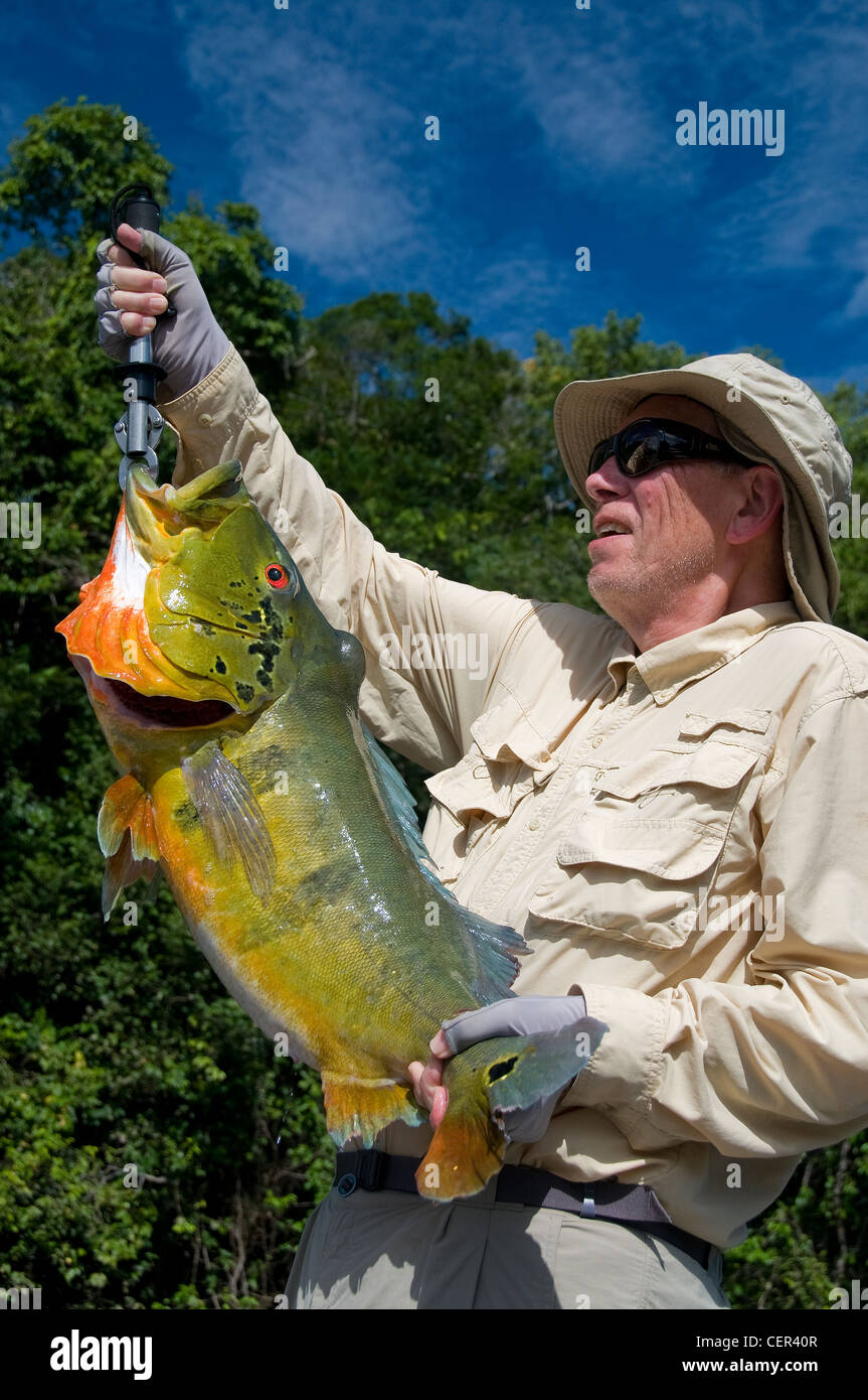Peacock bass amazon brazil angler scale hi-res stock photography and ...