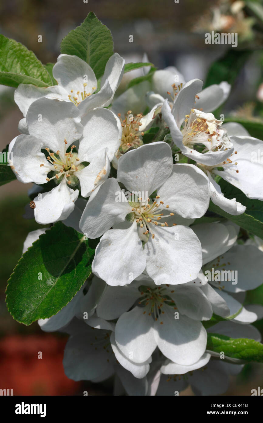 Apple blossom in the garden The apple, Malus domestica, is the ...