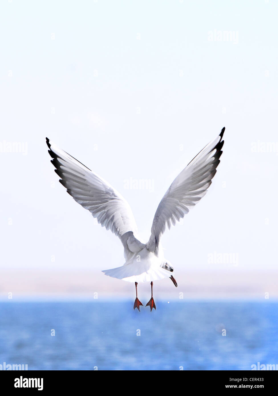 Seagull at Wadi Elryan Stock Photo - Alamy