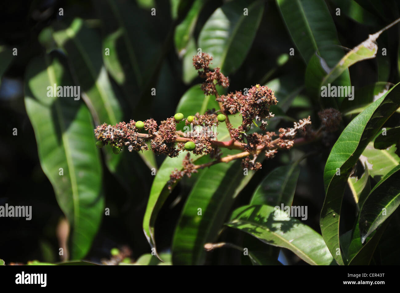 Mango buds hi-res stock photography and images - Alamy