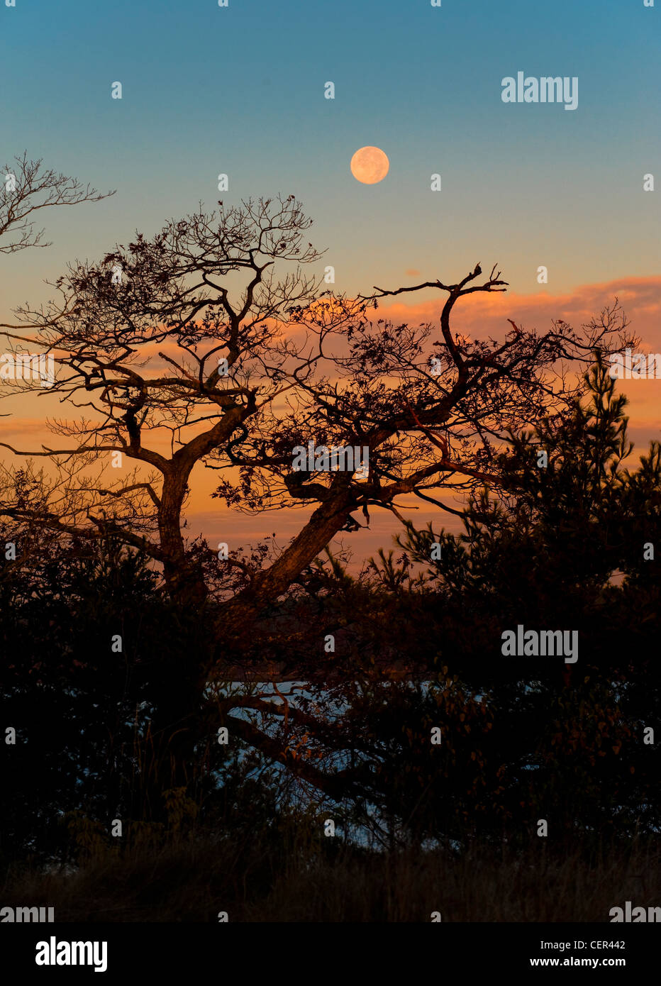 moon at sunrise Stock Photo - Alamy