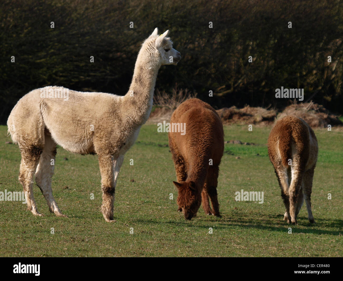 Group of alpaca, UK Stock Photo - Alamy