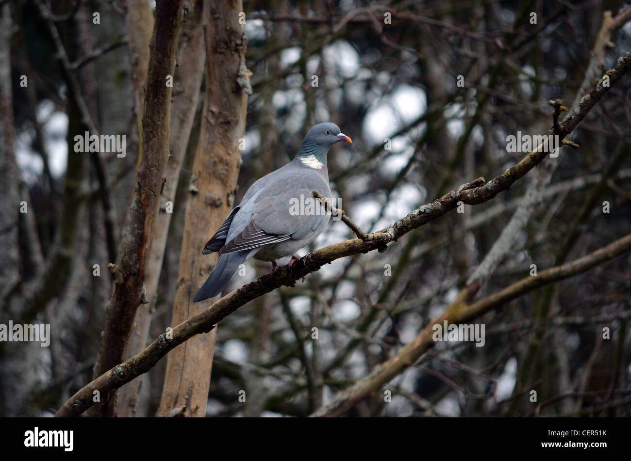 Common wood pigeon perched on a branch Stock Photo - Alamy