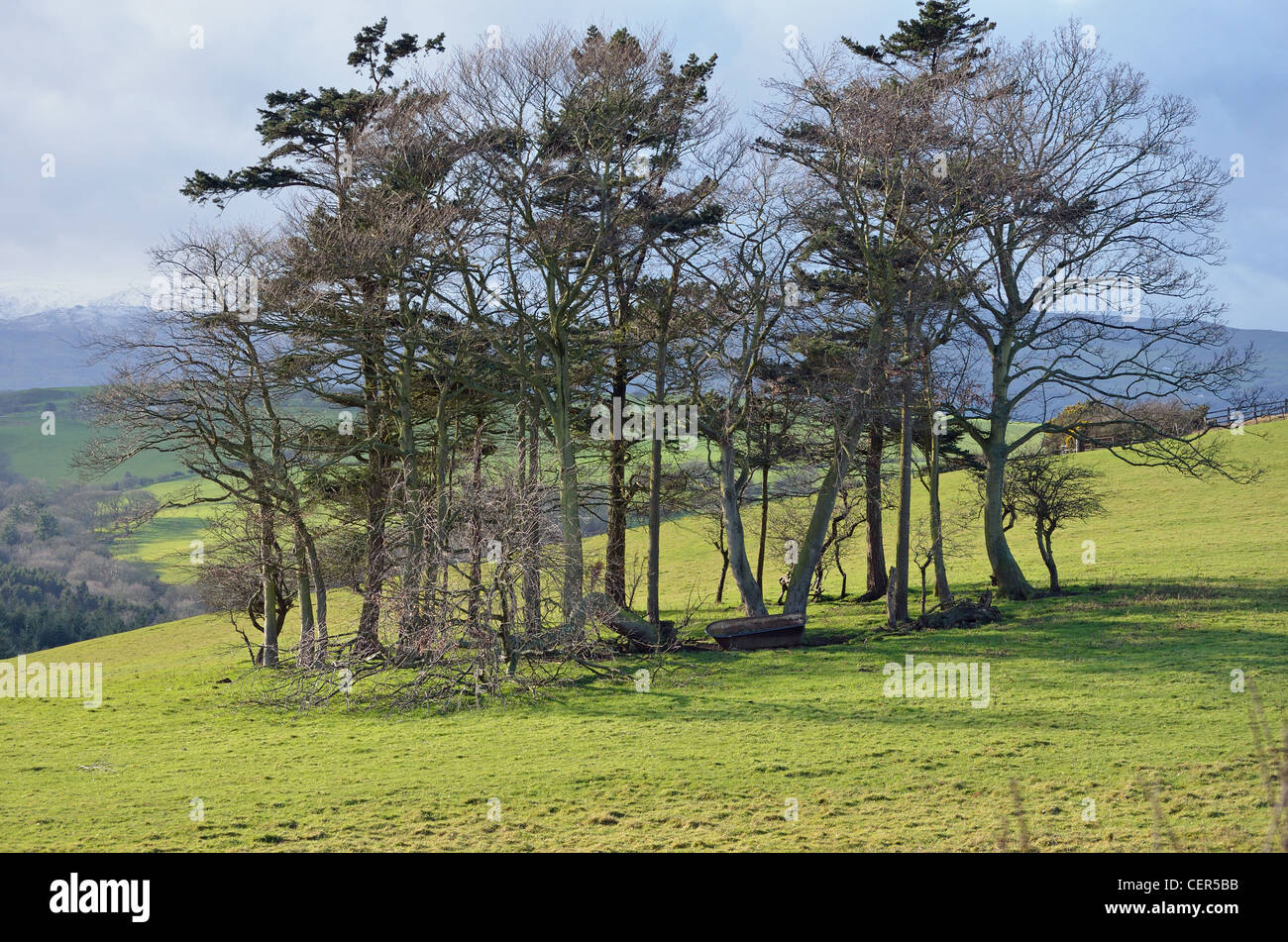 Collection of trees in a field Stock Photo - Alamy