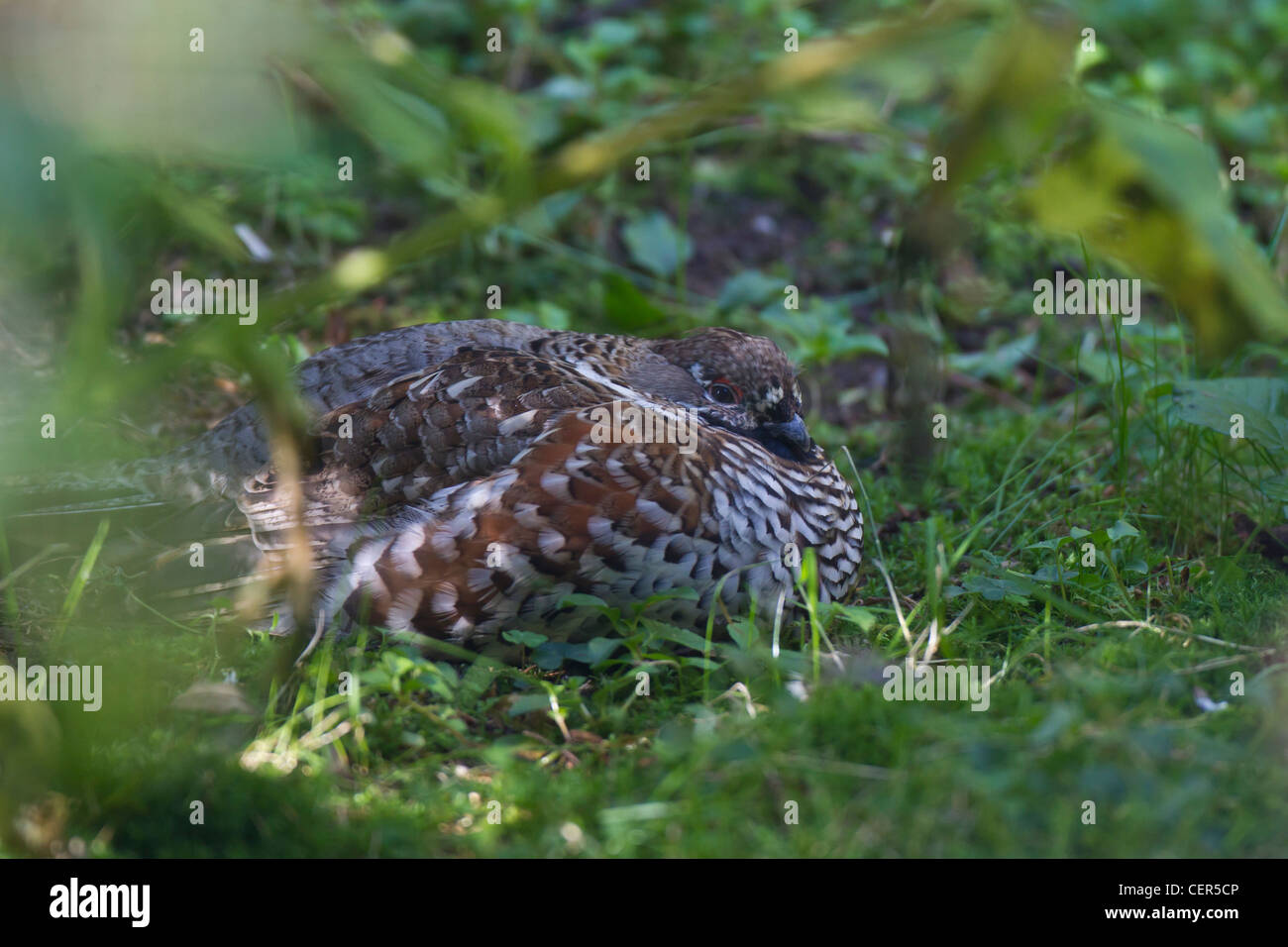 Haselhuhn Hazel Grouse Hazel Hen Tetrastes bonasia Stock Photo - Alamy