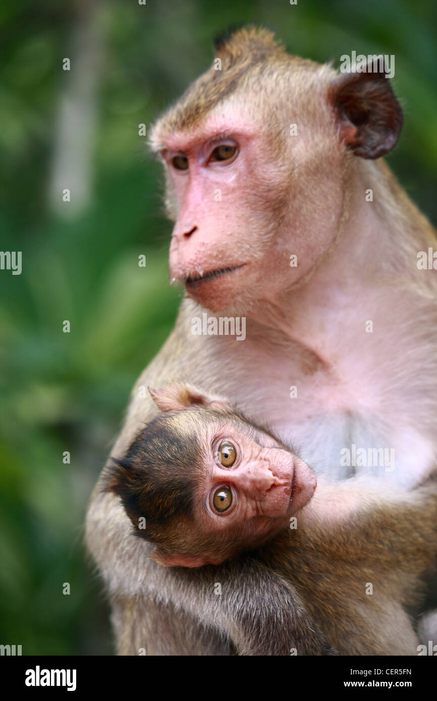 Monkey mammal wildlife hi-res stock photography and images - Alamy