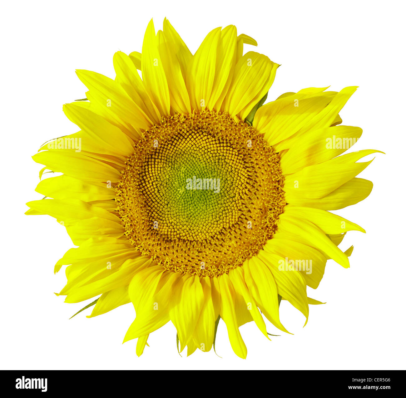 Large round flower Cut Out Stock Images & Pictures - Alamy