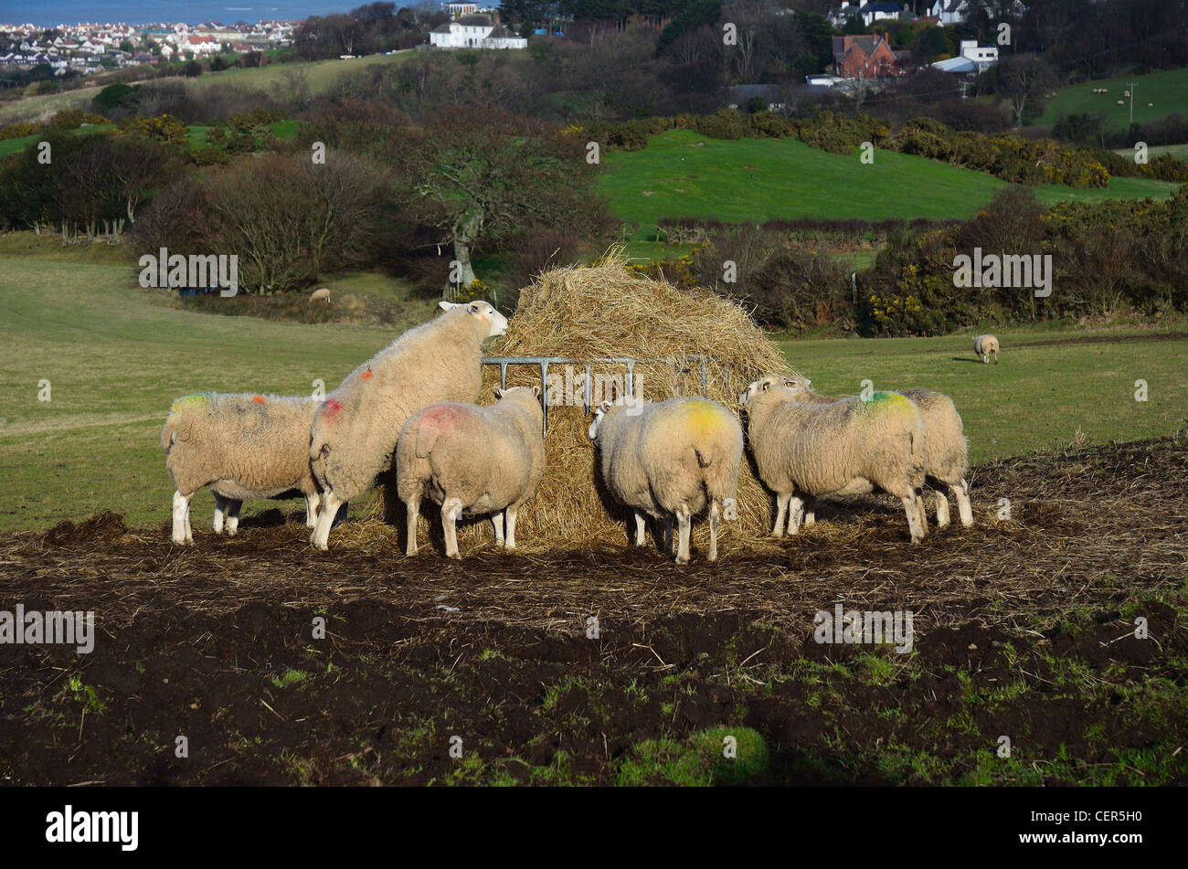 Sheep feeding on hay Hafodty Farm Colwyn Bay Stock Photo - Alamy