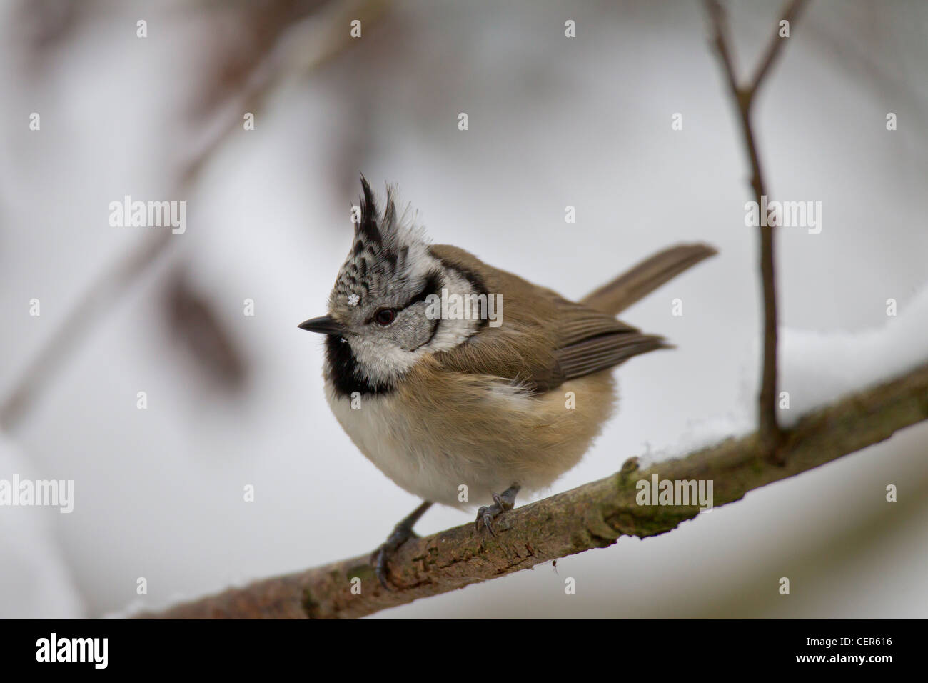 Haubenmeise Lophophanes cristatus Crested Tit Stock Photo - Alamy